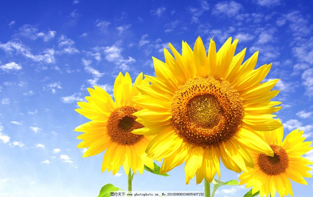 蓝天下的向日葵图片_自然风景_自然景观_图行天下图库